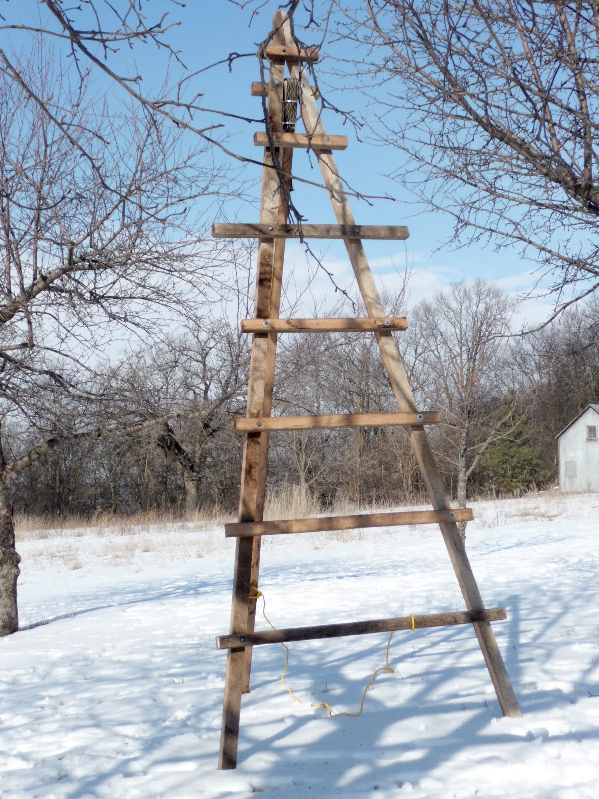 Alternative Roots Farm: Orchard Photo Update 3.5.13