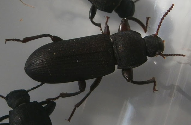 Invertebrate Dude: Tenebrio obscurus Update!