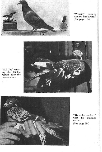 World War 2 History and the WW2 Pigeons: Pigeons in World War II by ...