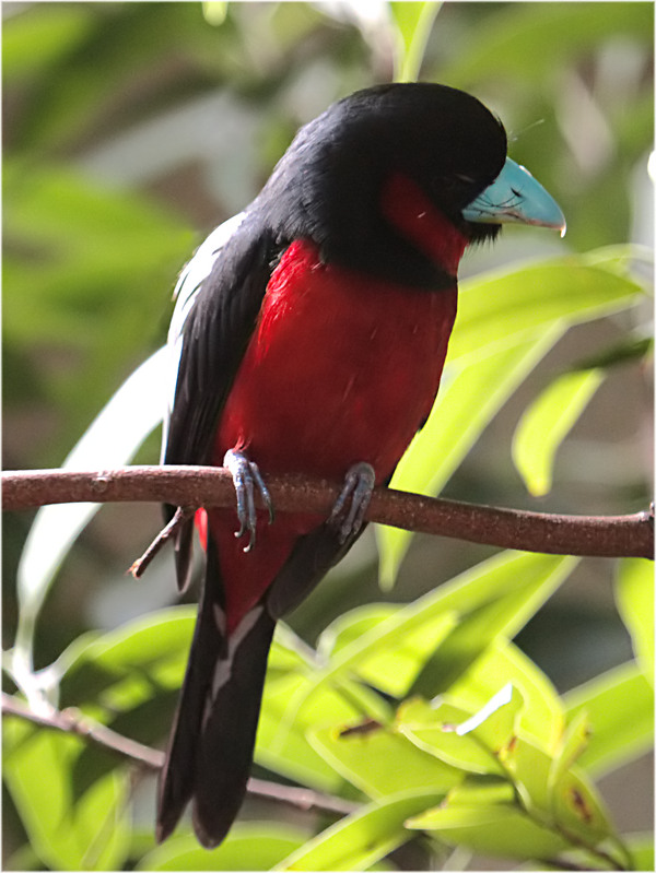 FOTO NATURA HUESCA 2: PICO GORDO ROJINEGRO cymbirhynchus macrorhynchos ...