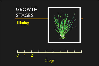 BP4K Kabupaten Cianjur: FASE PERTUMBUHAN TANAMAN PADI