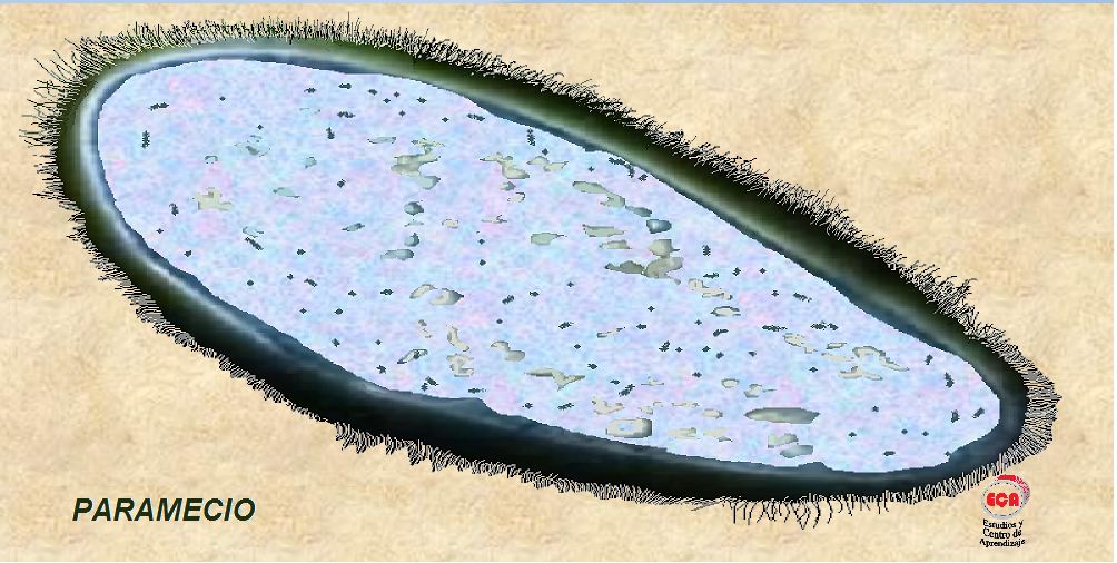 Guillermo Grass : LAS CÉLULAS EUCARIÓTICAS