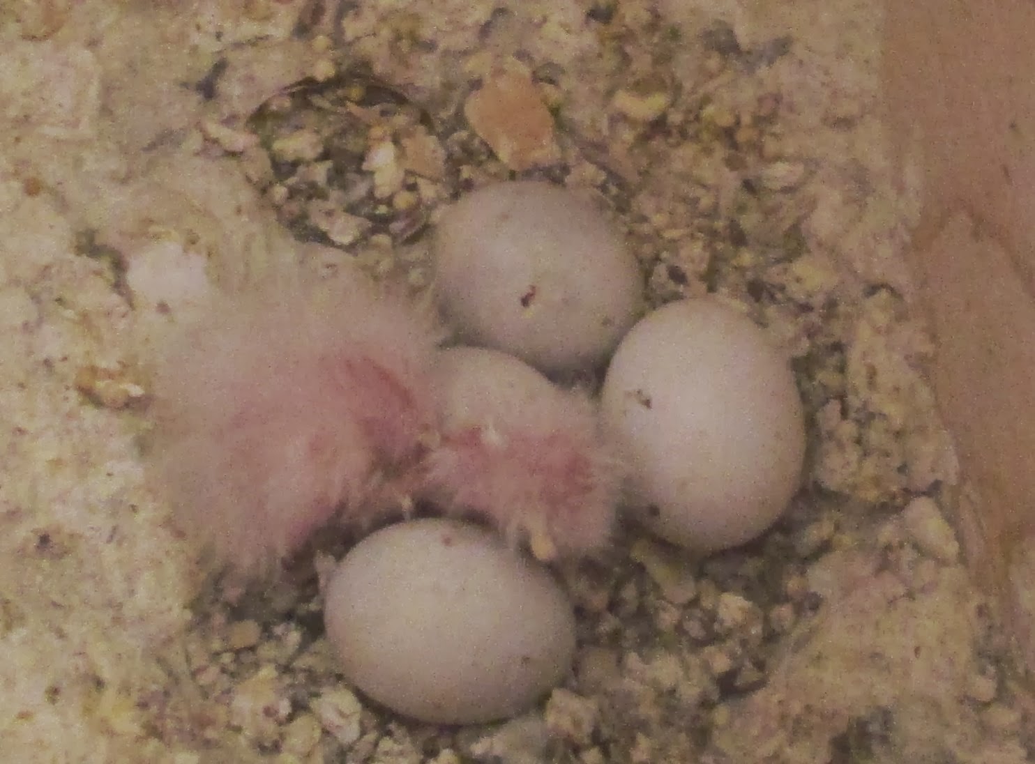 The Splendid Bourke Bird Blog: Bourke Parakeet Video of Newly Hatched Baby