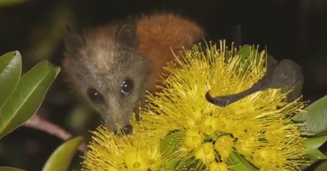 Sunshine Coast Queensland - Megabats, Flying-foxes, Fruit Bats