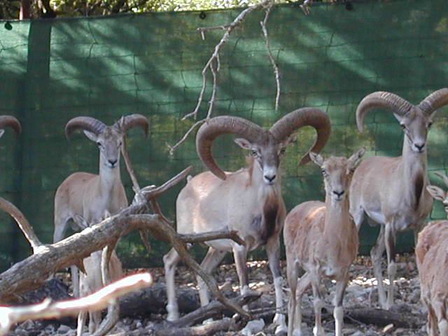 Armenia Safari Armenian Sheep Anatolian Mouflon Sheep Gmelin Sheep