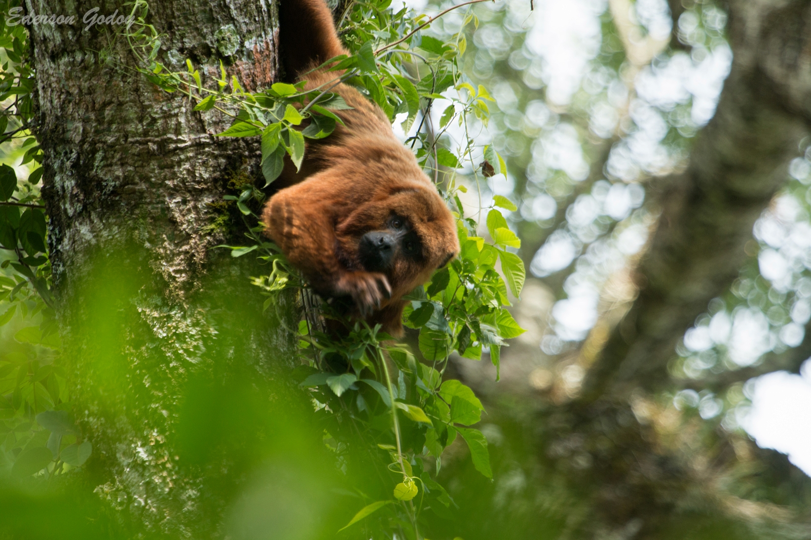 Verdenovo: Bugio-ruivo (Alouatta guariba)