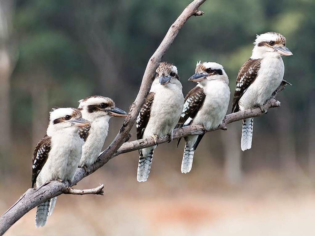 KOOKABURRA BIRD photos - wallpapers | the fun bank