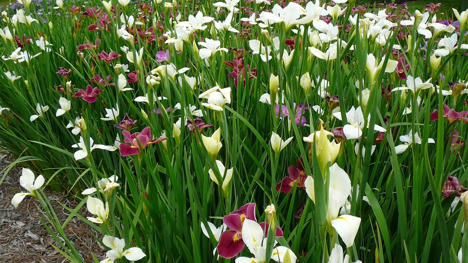 World of Irises: Louisiana Irises Create many Buena Vistas