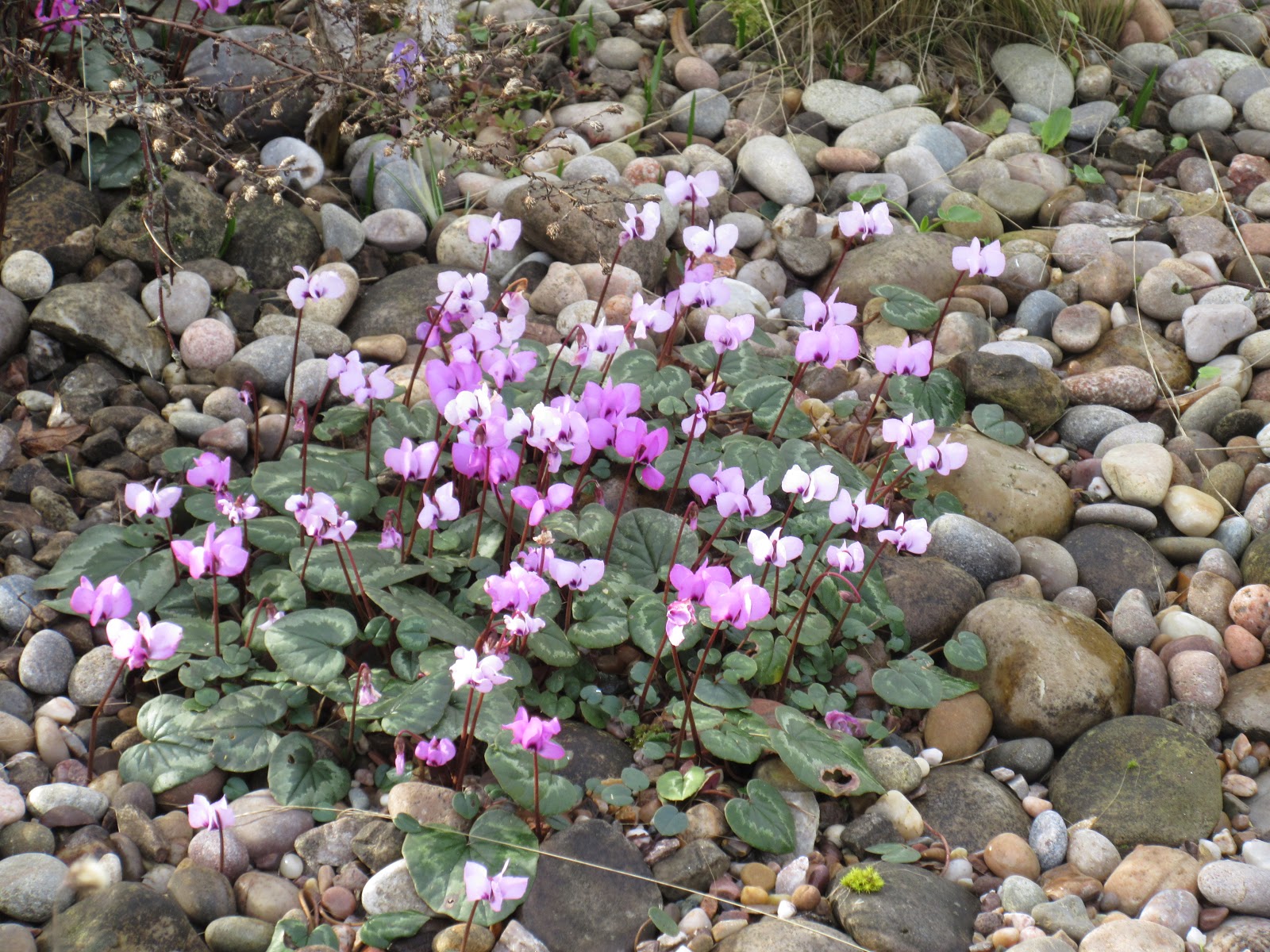 Stasher: Cyclamen Coum and Cyclamen Hederifolium from Ashwood Nurseries
