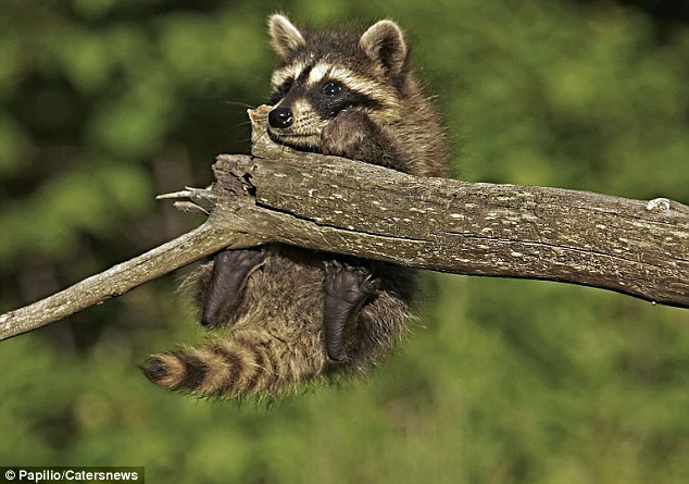Raccoon hangs on for dear life after slipping from tree branch ...