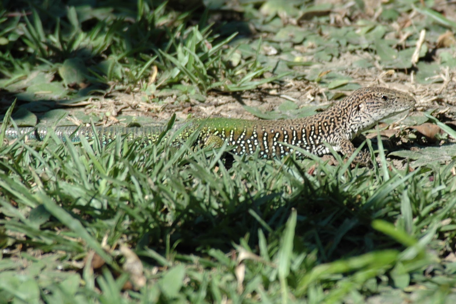 Backyard Beasts: Brazil's Pantanal & Cerrado trip: An Overview
