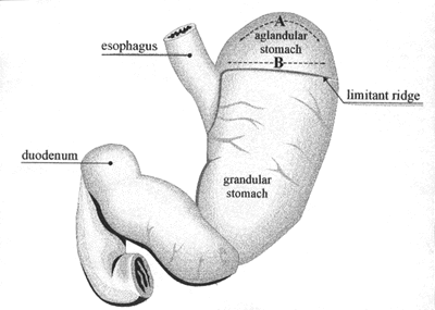 Darren Kim: Rat Dissection Lab