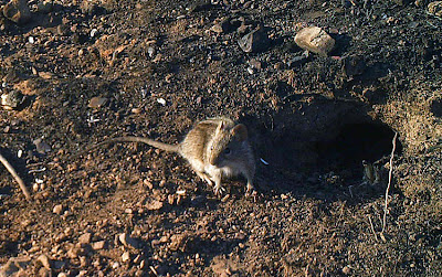 Remote Camera Trap - South Africa: Rodents In The Ash