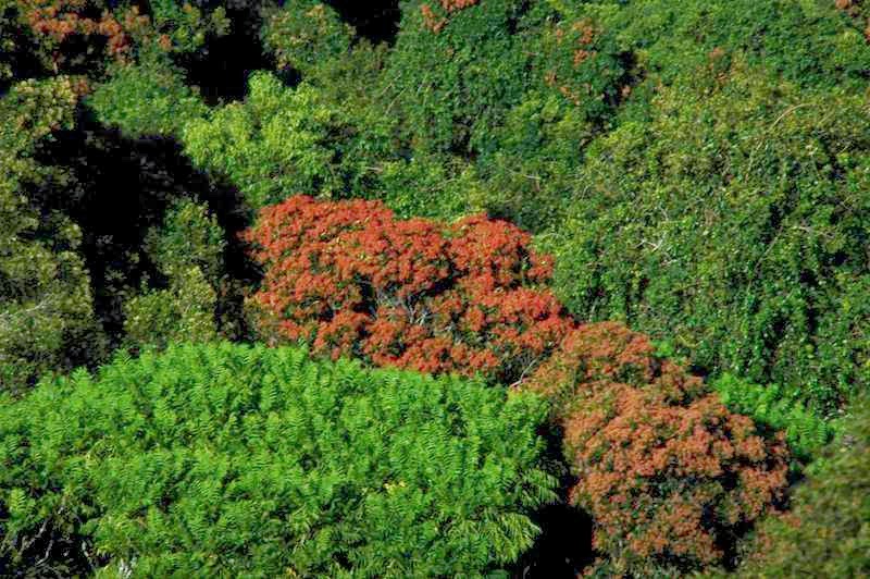 The Nature of Robertson: Coachwood trees offer fantastic display