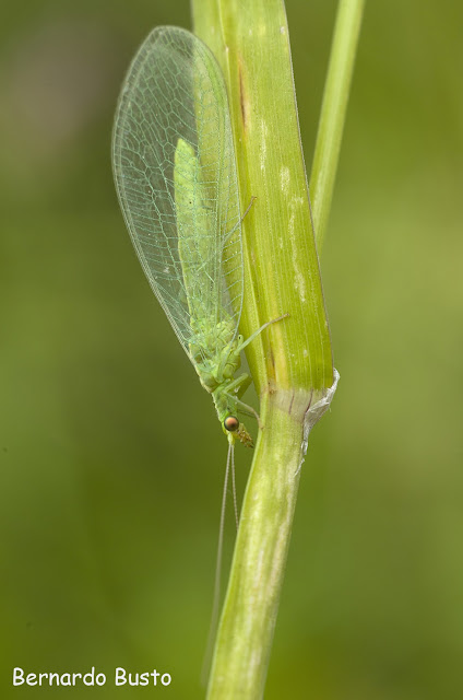 RÍA DE LA VILLA: Crisopas