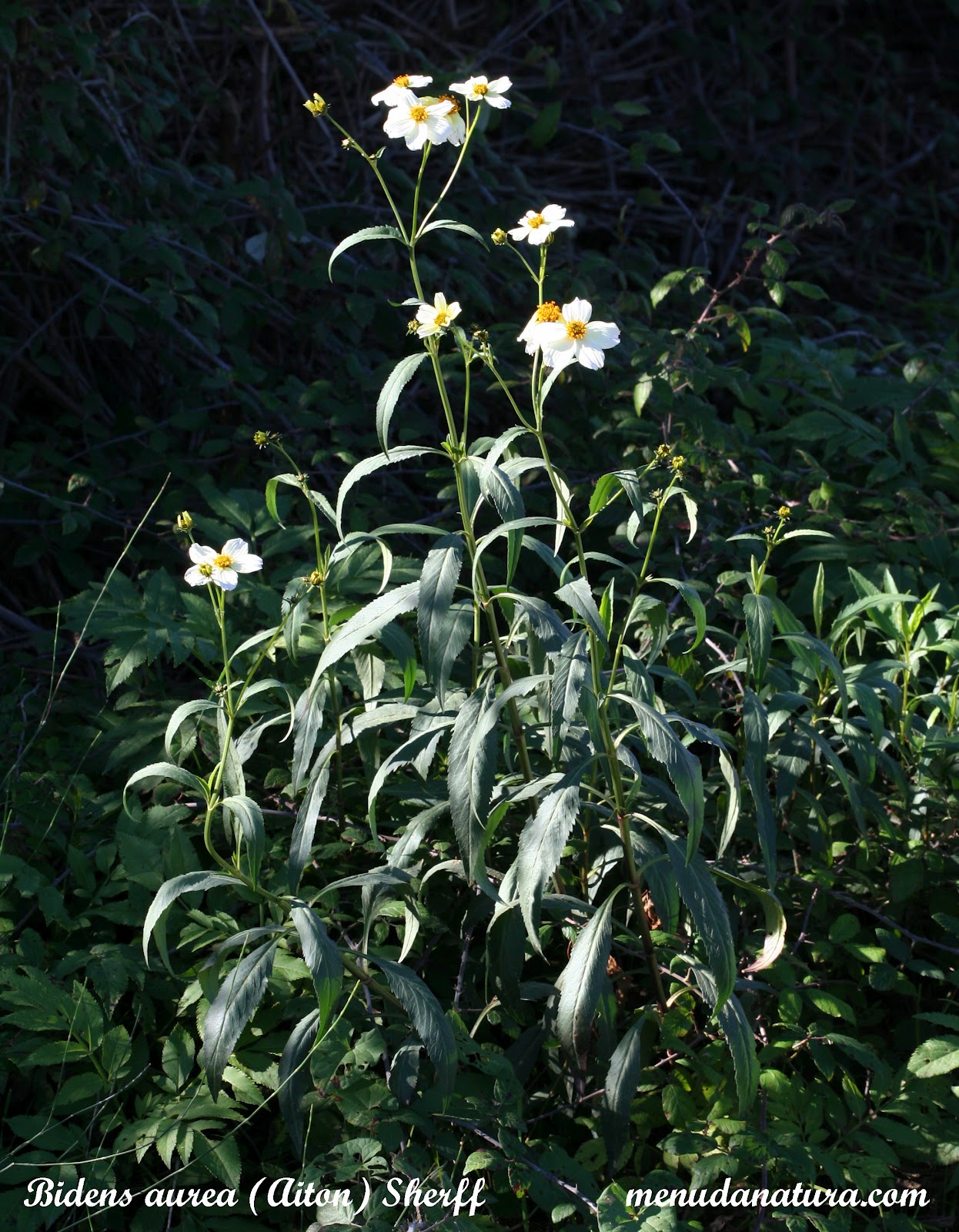 Menuda Natura: Bidens aurea (Aiton) Sherff