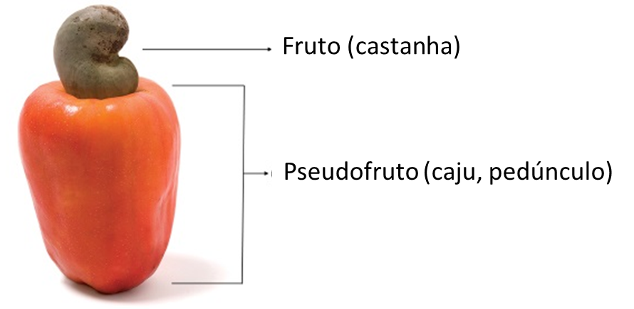 Caju: fruto ou pseudofruto?