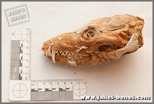 Cleaning a mummified fox skull. : Jake's Bones