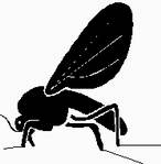 proyecto de vida: HOMBRE ZANGANO