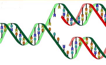 BIOLOGIA CELULAR Y MOLECULAR: EL ADN ES UNA DOBLE HELICE