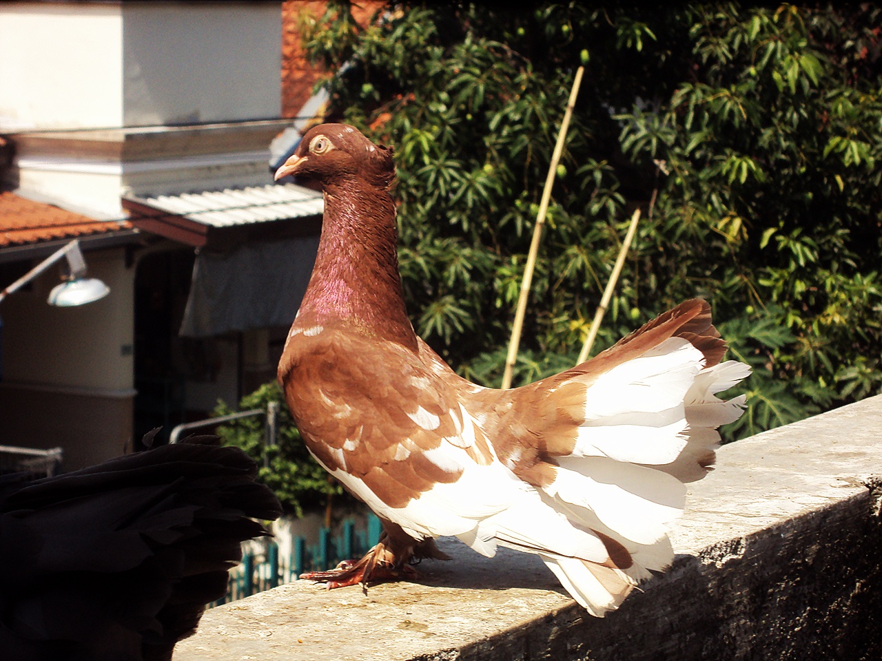 toko bagong farm: Merpati Kipas/ Merpati Persi/ Indian Fantail Pegion