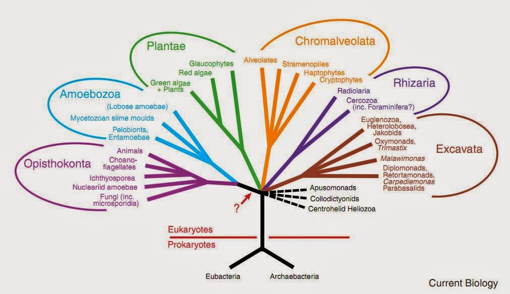 bensozia: Trees of Knowledge