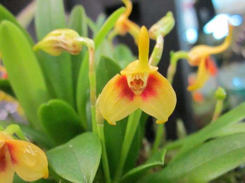 Masdevallia sprucei care and culture | Travaldo's blog