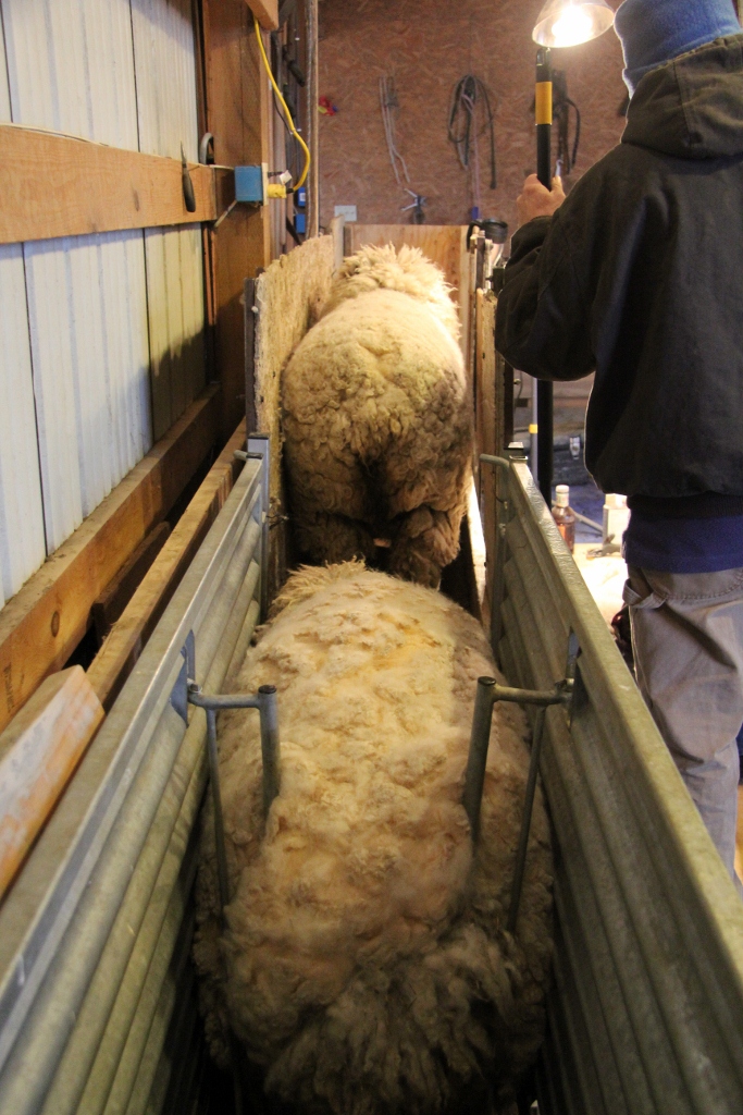 Grace Valley Farms: Grace Valley Farms 2012 Shearing