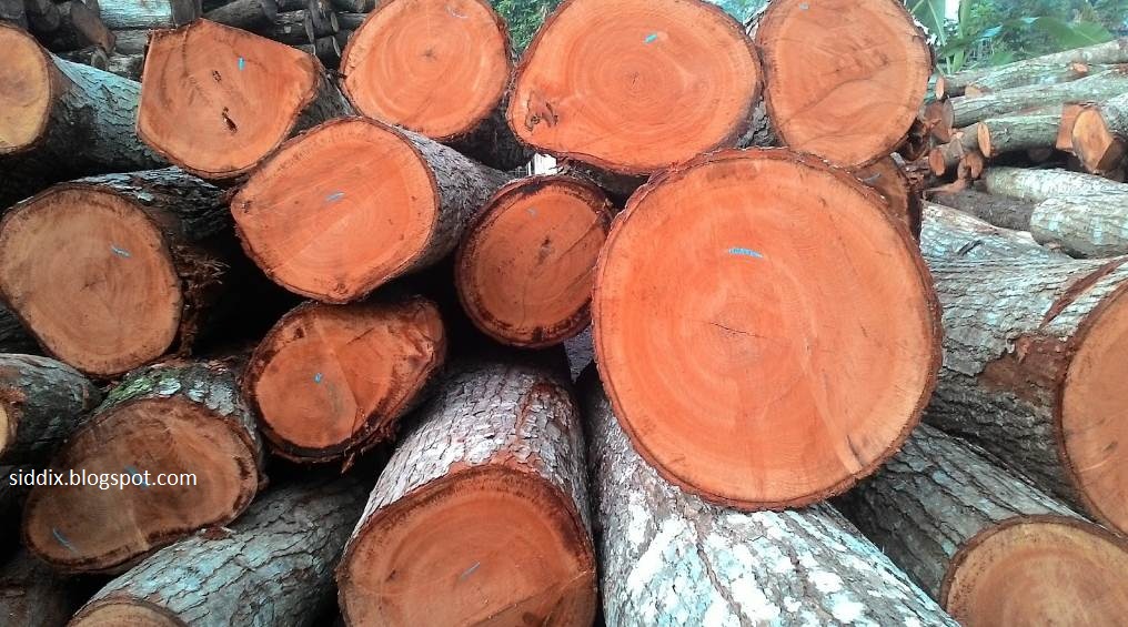 8 Jenis Kayu yang Digunakan Untuk Membuat Gitar Akustik - Siddix