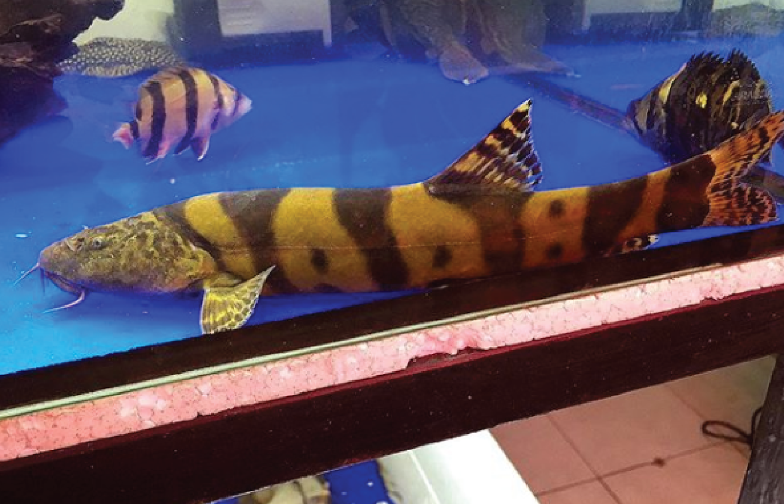 Royal Clown Loach Si Ikan Hias Predator Berloreng yang Pemalu - Nakama ...