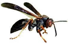 Blog Caiçara | Mago do Turismo | Renato Marchesini: MARIMBONDO ...