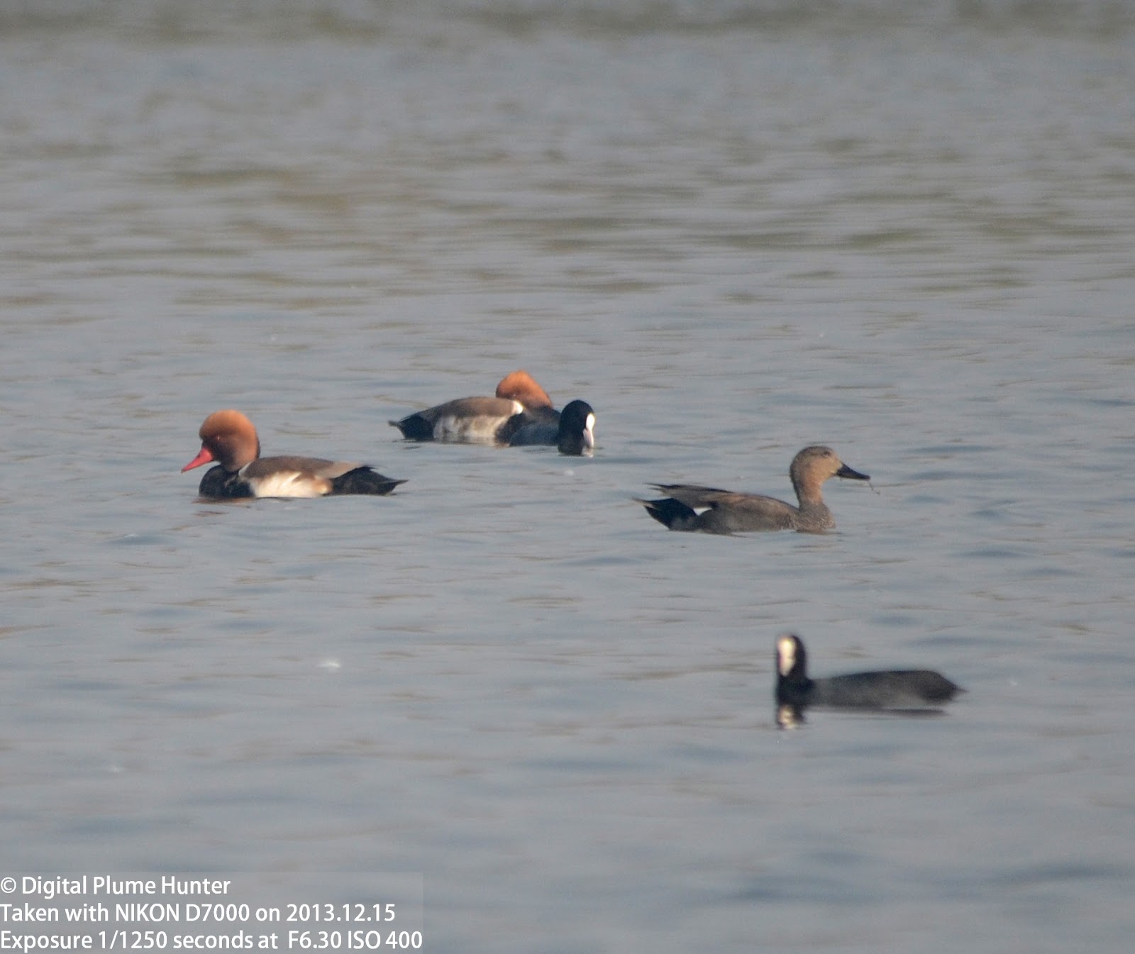 Hunting Digital Plumes in the US and Beyond: Birding the Extraordinary ...