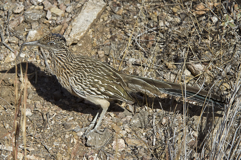 Your Daily Dose of Sabino Canyon: Eye of the Roadrunner