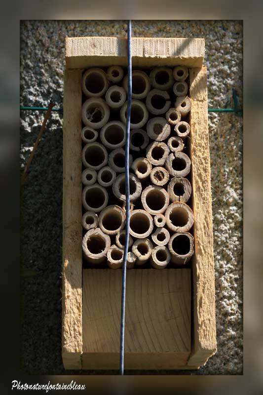 Comment construire des gîtes à insectes. La vie dans les gîtes à ...