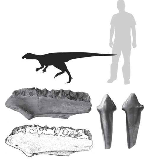 Species New to Science: [Paleontology • 2013] Albertadromeus syntarsus ...