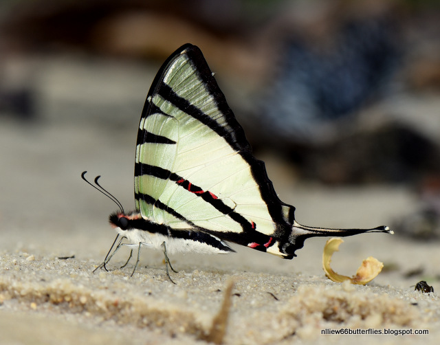 The Forested Path (and Beyond): BUTTERFLIES of RAUB: The Fourbar ...