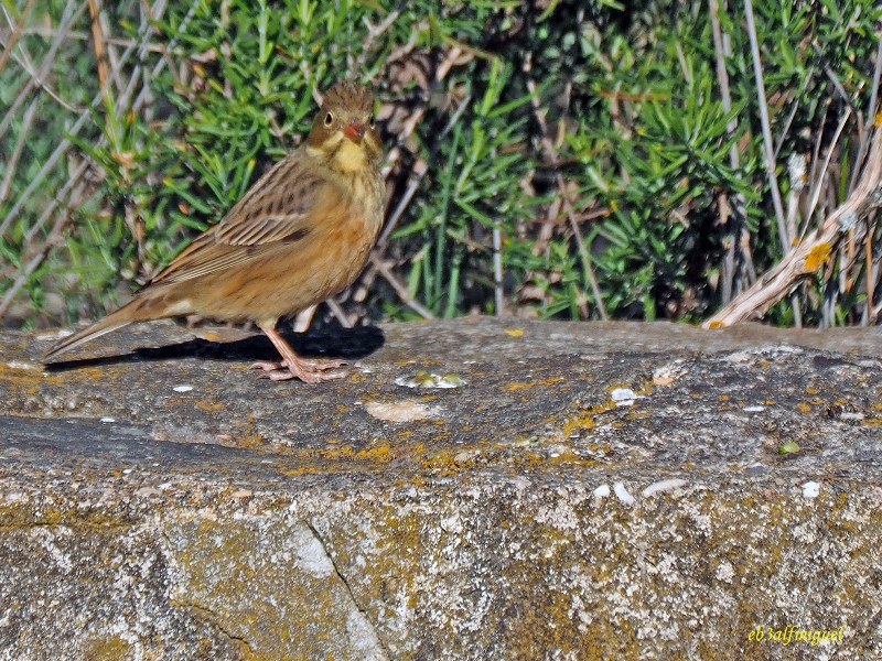 Miguel fotografia: Escribano hortelano (Emberiza hortulana)