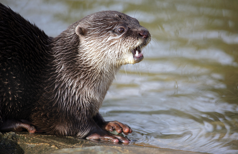 PRELIJEPE I ZANIMLJIVE VIDRE.: VIDRA / OTTER /-ta čudesna i prelijepa ...