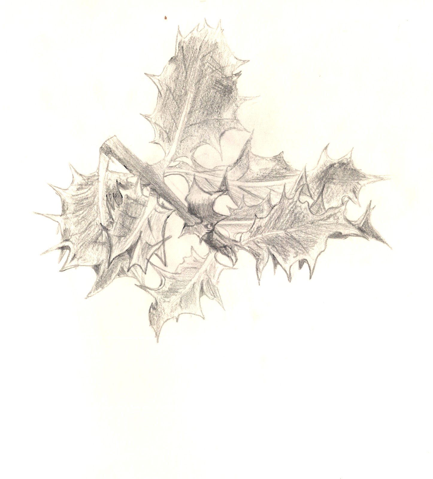 Dave's Art: Holly Leaves pencil Sketch