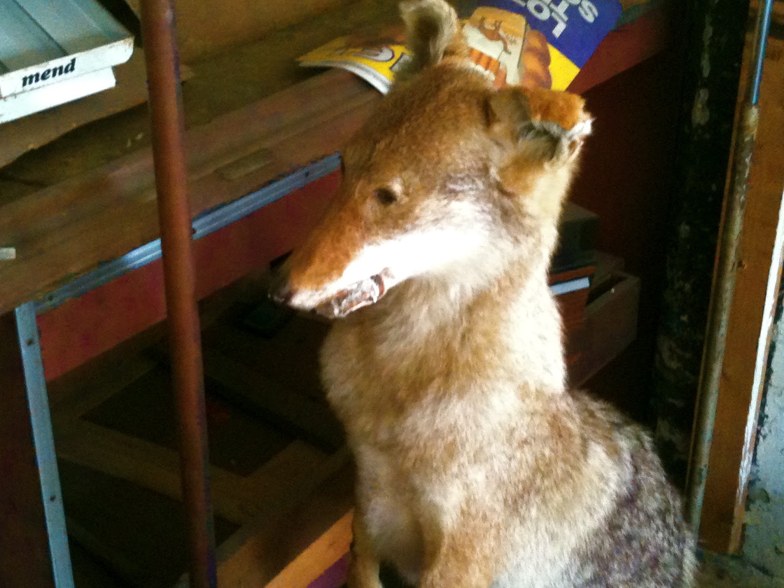 Pocketful of Ginch: Dead Coyote