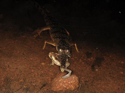 Adventure Australia Blog: Cane Toads Are Killing off Saltwater Crocodiles