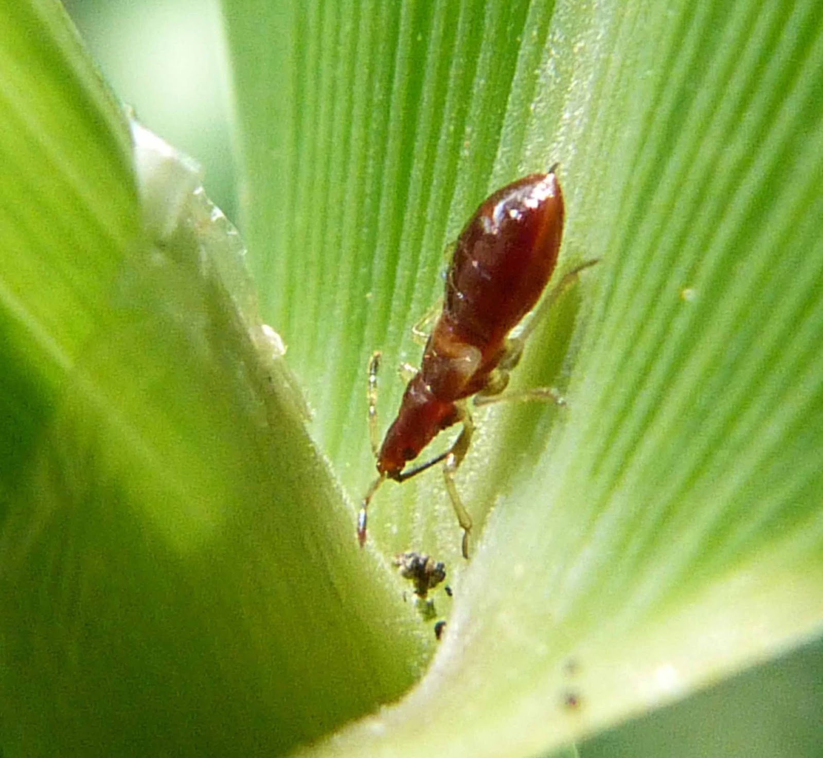 Insects of Scotland: True Bugs