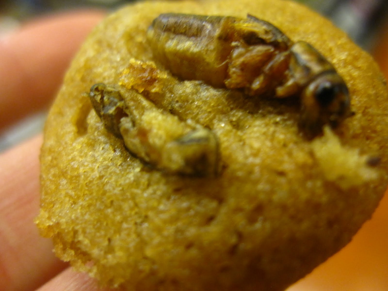 Southern Belle in Santa Barbara: Bug Appétit