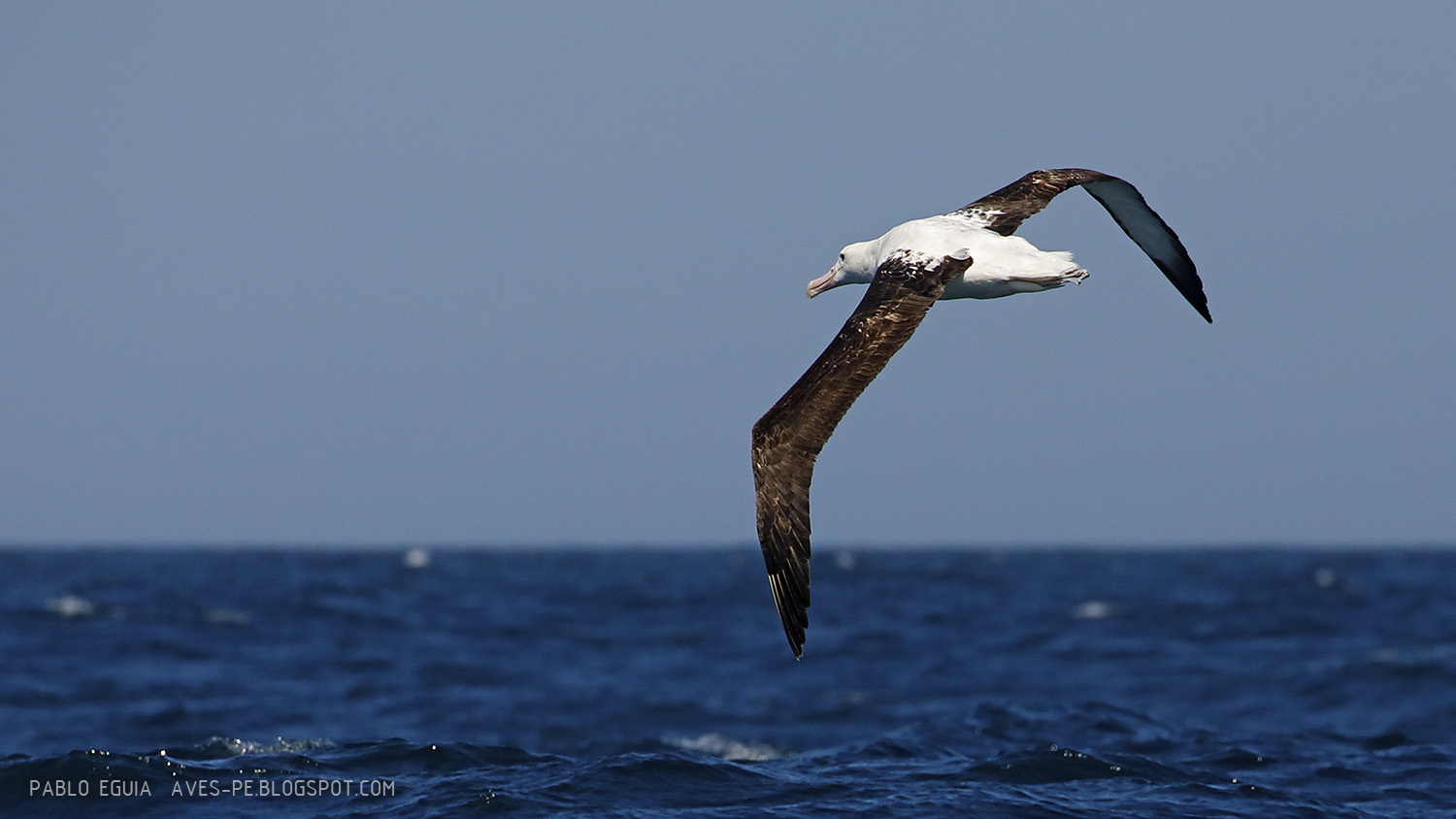 mis fotos de aves: Diomedea sanfordi Albatros Real del Norte Northern ...