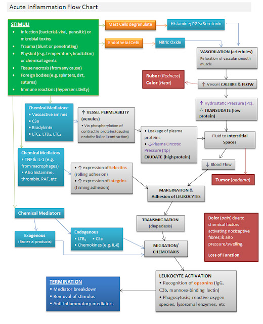 CHEMICAL MEDIATORS OF INFLAMMATION - COMPLEMENT SYSTEM - KININ SYSTEM ...
