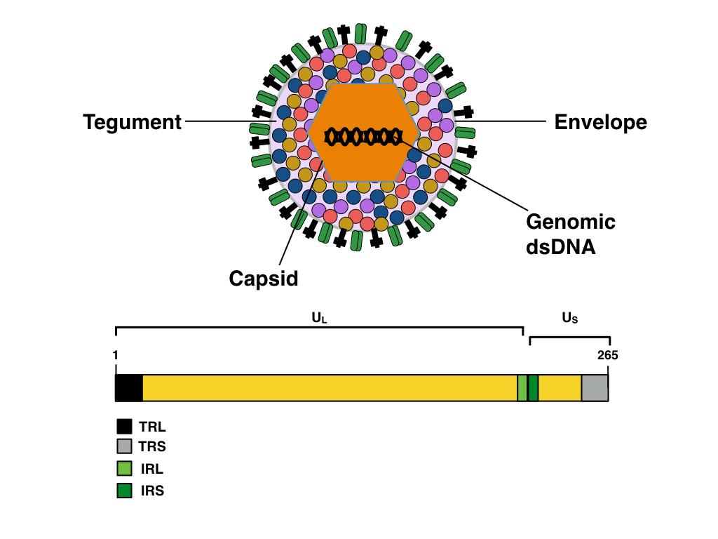 Virology tidbits: Human Cytomegalovirus (HCMV) and autophagy: multiple ...