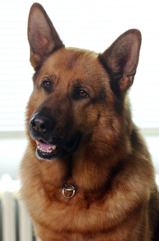 ASSOCIAZIONE ITALIANA DIFESA ANIMALI ED AMBIENTE: REX. CANE PASTORE ...