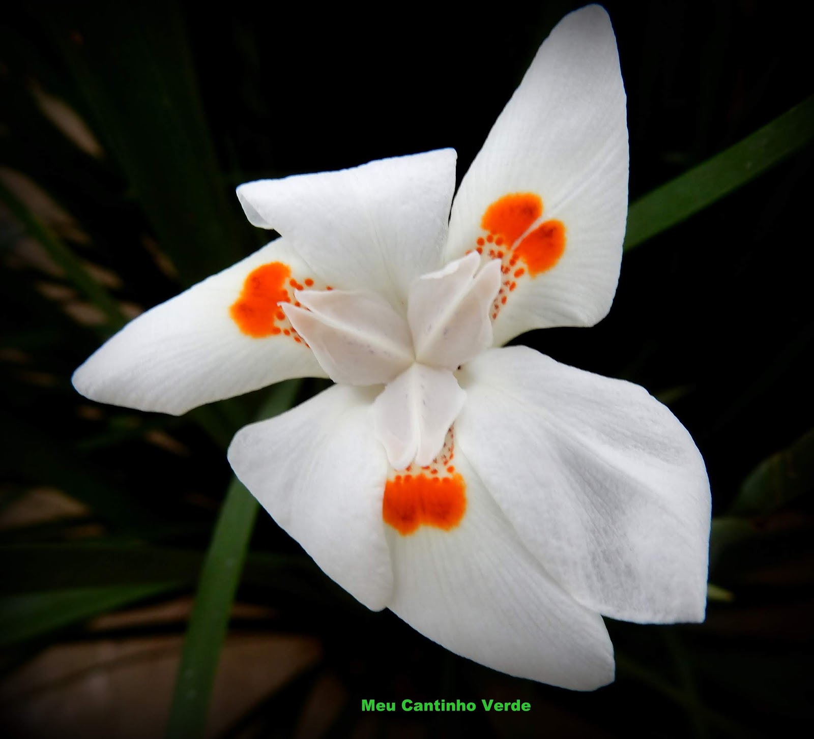 Meu Cantinho Verde: MOREIA - ( Dietes iridioides )