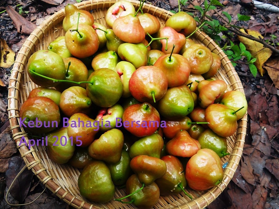 Kebun Bahagia Bersama: Baka jambu air Pink Rose Apple