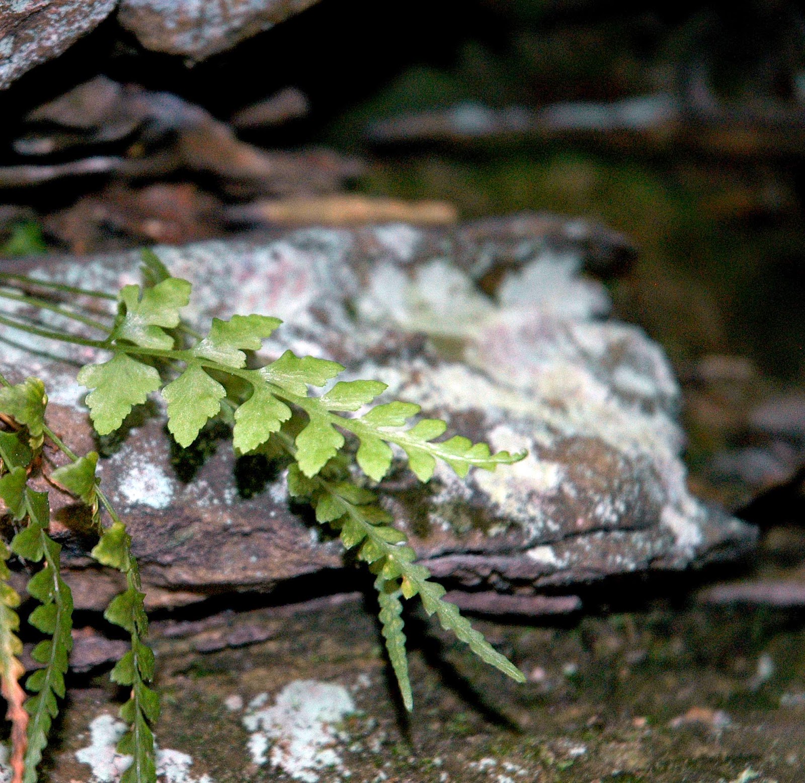 Field Biology in Southeastern Ohio: Lake Katharine State Nature Preserve